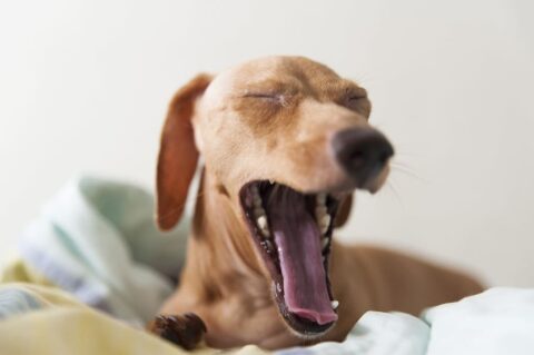 Señales de Calma en Perros: Guía para Entender a tu Perro